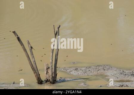 Bees around waterline and bugs flying around old sticks in pond Stock ...