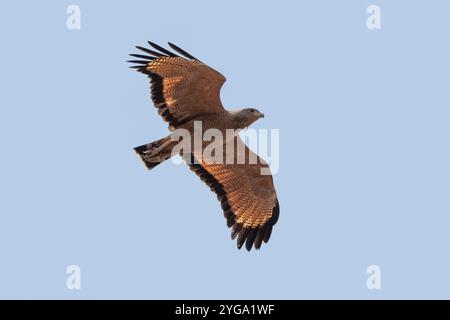 Savannah hawk in flight overhead Pantanal Brazil Stock Photo - Alamy