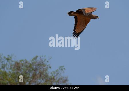 Savannah hawk in flight overhead Pantanal Brazil Stock Photo - Alamy
