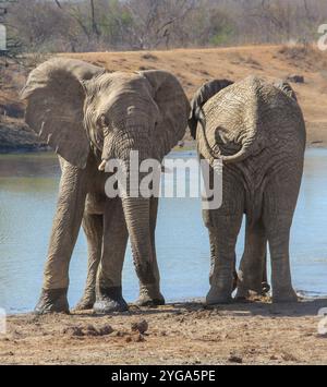 Playful elephants in South Africa Stock Photo - Alamy