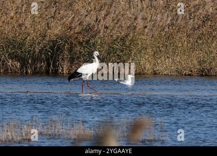 The water level gradually drops in the muddy Rongjiang River, upper ...