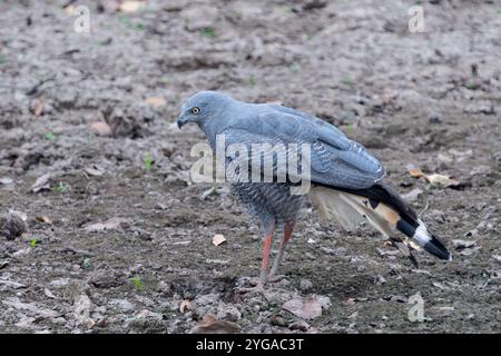 Crane hawk on dry river bed in the Pantanal Brazil Stock Photo - Alamy