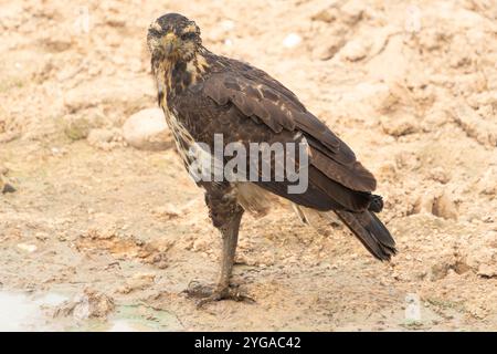 Great black hawk standing on dry ground Stock Photo - Alamy