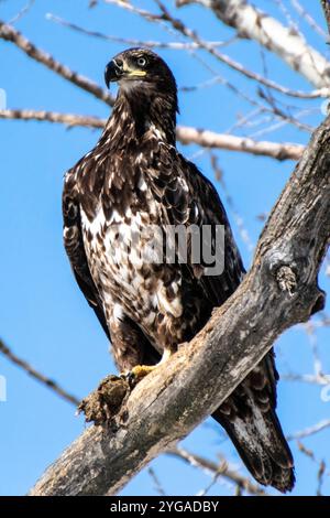 Bald eagle in Nebraska during spring migration Stock Photo - Alamy