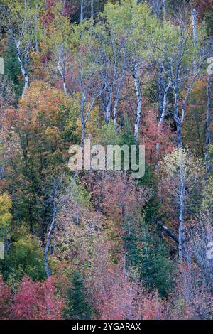 Aspen and maple along Logan Canyon Scenic Byway in fall, Logan Canyon ...