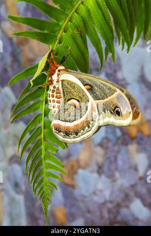 USA, Washington State, Sammamish. Red robin silk moth expanding its new ...