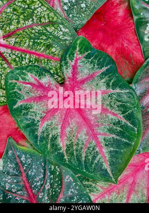 USA, Washington State, Sammamish. Tropical caladium leafed plants on ...