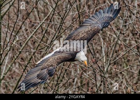 Bald Eagle, Nooksack River in Washington State Stock Photo - Alamy