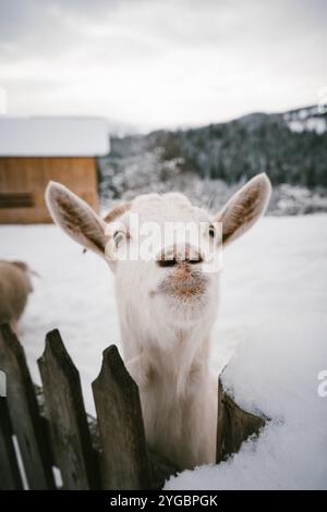 Curious Goat in Snowy Winter Stock Photo - Alamy