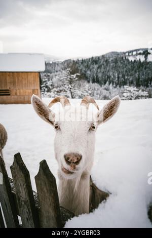 Curious Goat in Snowy Winter Stock Photo - Alamy