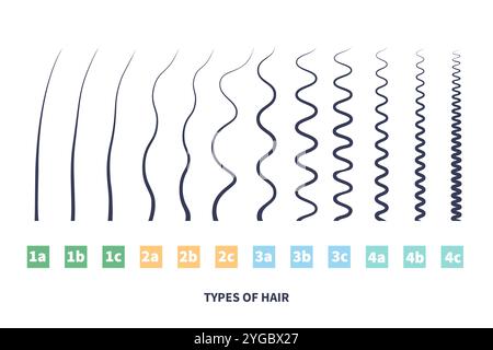 Detailed hair types chart set of strands growth patterns Stock Vector ...