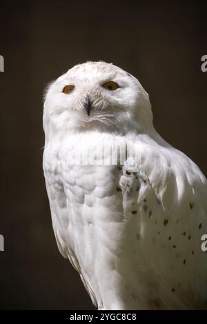 A Rare snowy owl at the Wildpark Brienz in Switzerland, During Spring ...
