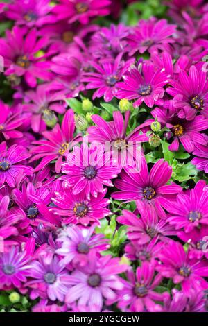 Dimorphotheca Pink Flowers Stock Photo - Alamy