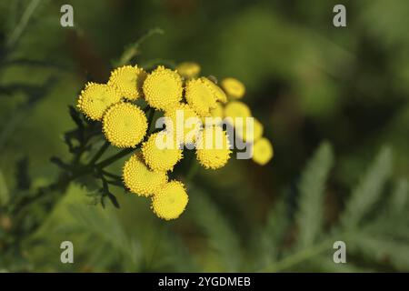 Tansy or worm fern (Tanecetum vulgare), inflorescence, medicinal plant ...