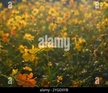 Closeup of yellow flower under sunlight with copy space using as ...
