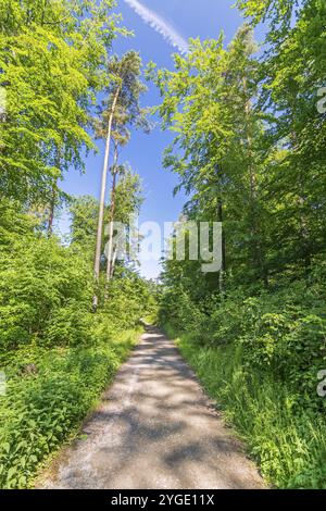 This is a photograph I shot while hiking the trails in Cameron Park ...