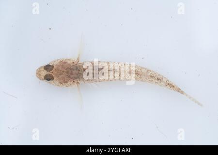 sand goby close up images Stock Photo - Alamy