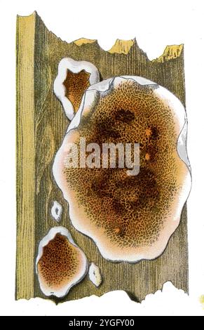 dry rot Serpula lacrymans, (botany book, 1879), Echter Hausschwamm ...