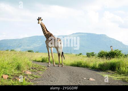 Road, Itala Game Reserve, South Africa Stock Photo - Alamy