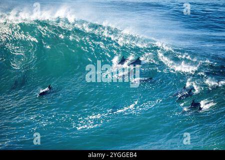 Bottlenose Dolphins, Garden Route, South Africa Stock Photo - Alamy