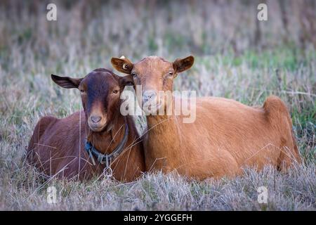 Young goats with brown fur standing on hay inside industrial farm ...
