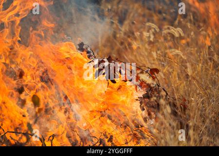 Fire, Kruger Park, South Africa Stock Photo - Alamy