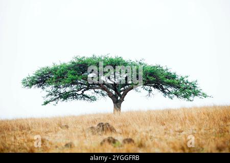 Acacia Tree, Itala Game Reserve, South Africa Stock Photo - Alamy