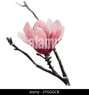 Pink magnolia flower with green leaf isolated on white background. Hand ...