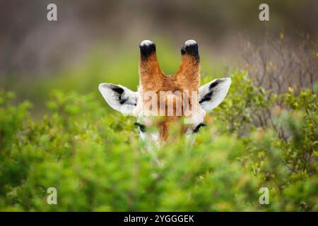 Giraffe, Itala Game Reserve, South Africa Stock Photo - Alamy