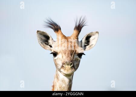 Giraffe, Itala Game Reserve, South Africa Stock Photo - Alamy