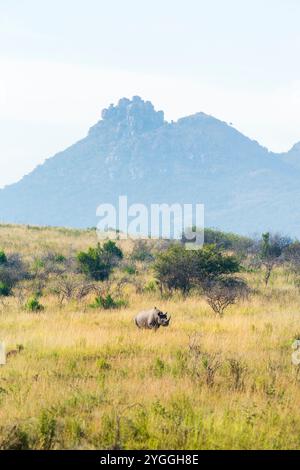 Black Rhino, Itala Game Reserve, South Africa Stock Photo - Alamy