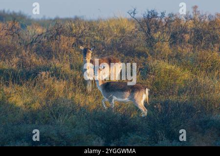 Fallow deer (Dama dama), in dune landscape, Amsterdam, NIederlande ...