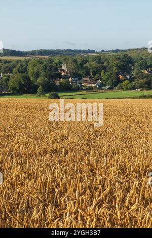 England, Kent, Elham Valley, Wheat Fields Stock Photo - Alamy