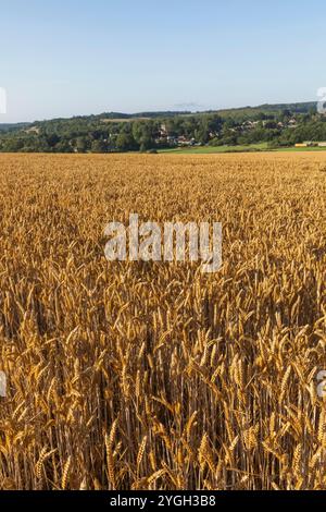 England, Kent, Elham Valley, Wheat Fields Stock Photo - Alamy