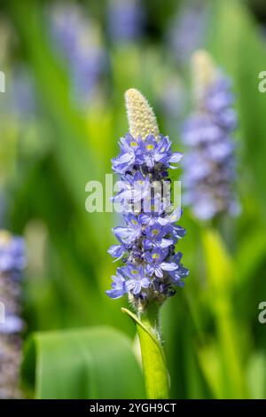 Close up of flowers on a pickerel weed (pontederia cordata) plant Stock ...