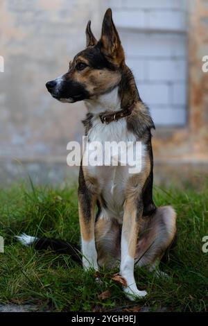 The yard dog looks attentively into the distance. The dog is sitting ...
