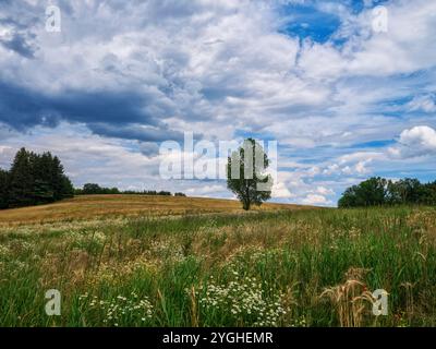 Fallow field between Haberskirch and Taiting near the BAB 8 highway ...