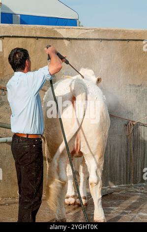 Cattle washing at the Great Yorkshire Show 2005 Stock Photo - Alamy