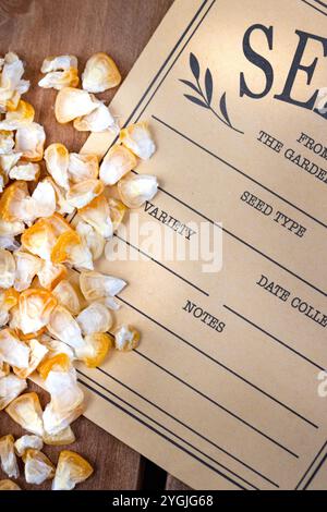 Home grown and collected corn kernels for seed planting next spring ...