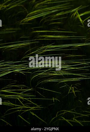Blades of grass floating on the surface of a lake, Germany Stock Photo ...