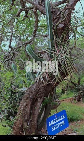 Trees in Koko Crater Botanical Garden on Oahu Island in Hawaii, United ...
