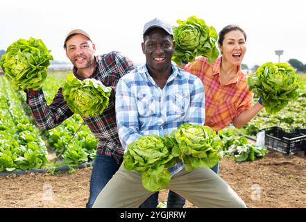 Three cheerful farmers are fooling around with lettuce in farmers field ...