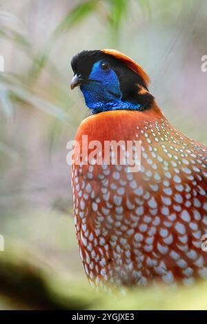 Temminck's tragopan (Tragopan temminckii), male sitting on the ground ...
