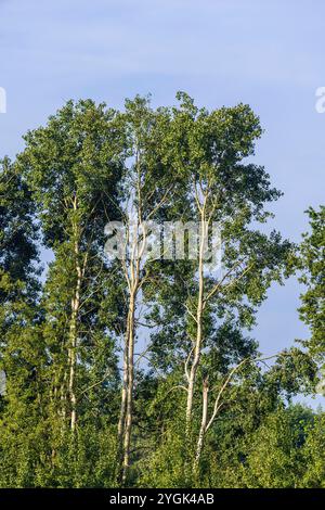 Aspen (Populus tremula), trembling poplar, autumn leaves with raindrops ...