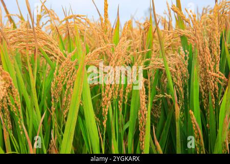 Mature rice fields in autumn, the scene of a bountiful harvest Stock ...