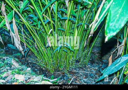 Cardamom plants with flowers and pods Stock Photo - Alamy