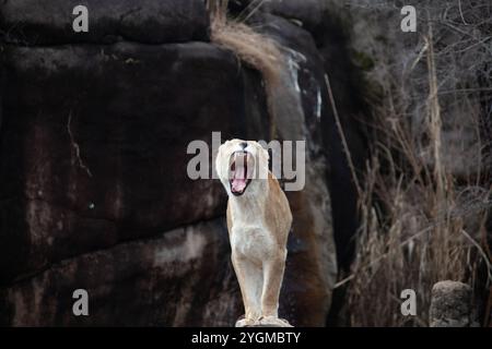 angry lioness roaring and showing teeth in savanna. Serengeti park ...