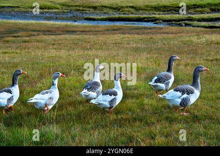 Faroese Geese - Faroe Islands Stock Photo - Alamy