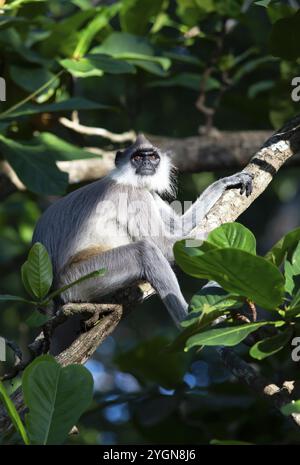 Anuradhapura-Habarana, North Central Province, Ritigala, Sri Lanka ...