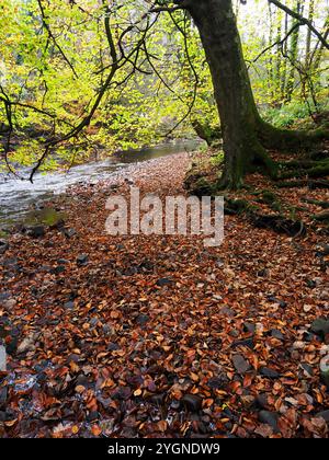 Autumnal tree overhanging the River Nidd in Nidd Gorge Woods ...